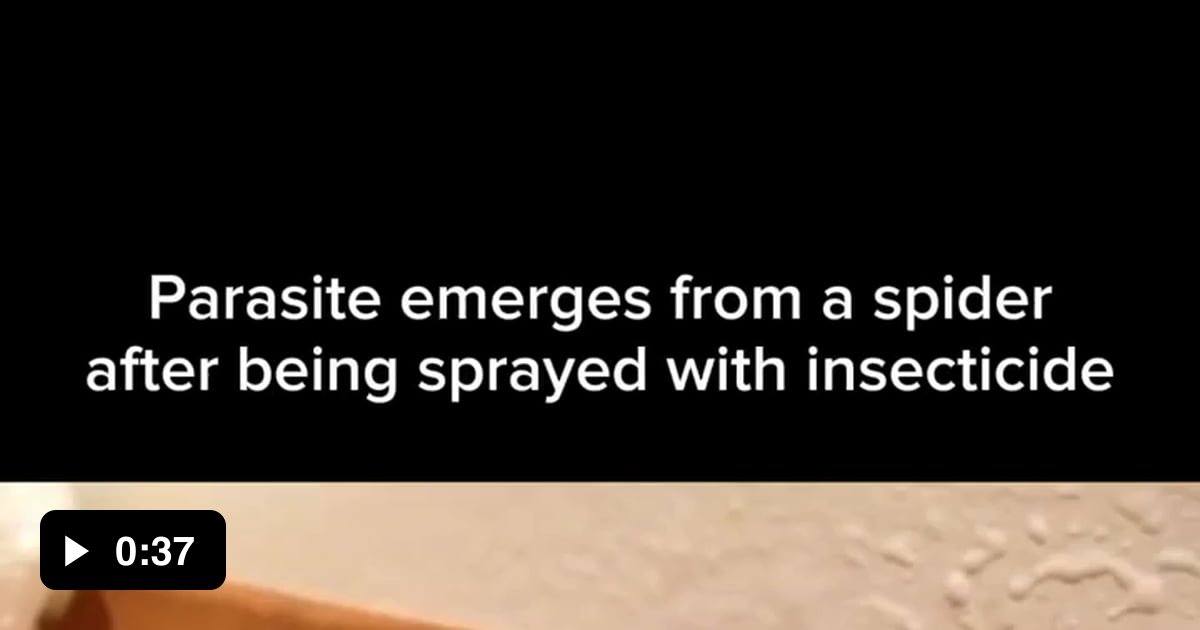 Mermithid Nemotode worm emerges from the belly of a spider - 9GAG