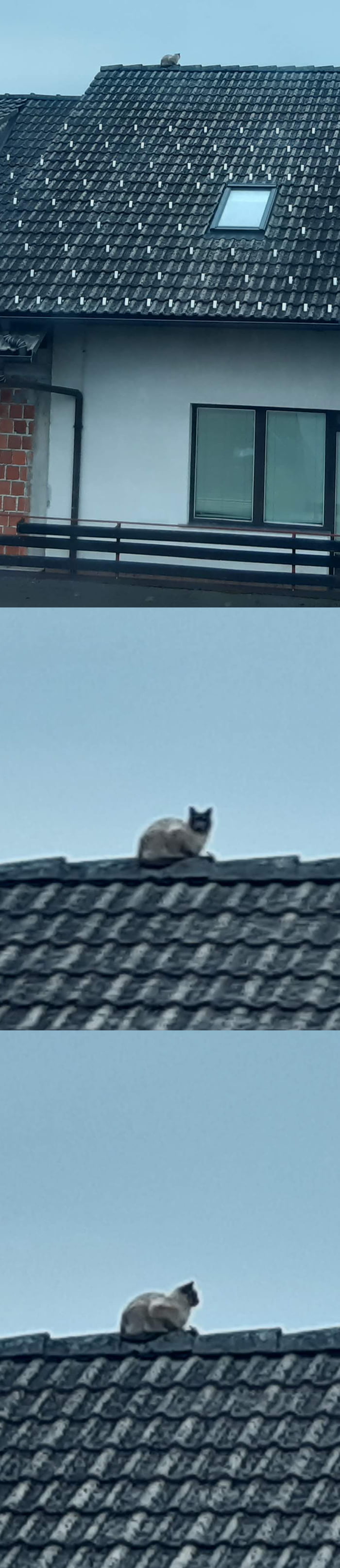 Furry birds - the neighbor's cat - 9GAG