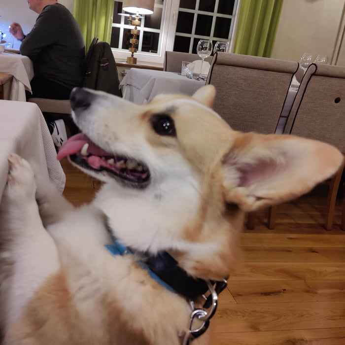 Here's a happy Corgi to cheer you up, Her name is Cheddar - 9GAG