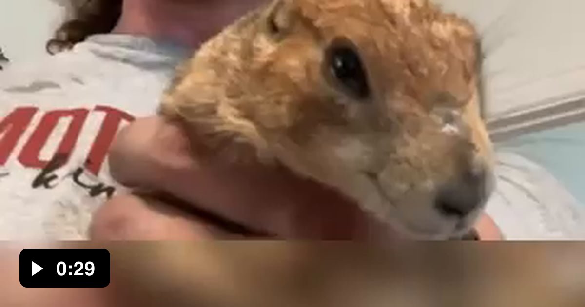 Cooling a Prairie Dog off with ice cubes - 9GAG