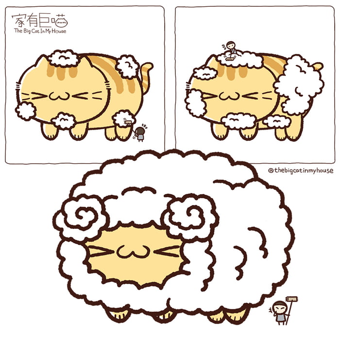The Bubble-Sheep Big Cat - 9GAG