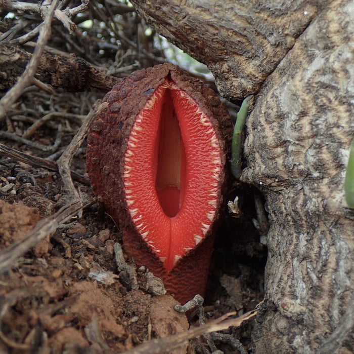 Hydnora africana is a plant with an unusual flower, 3 fleshy lobes are ...