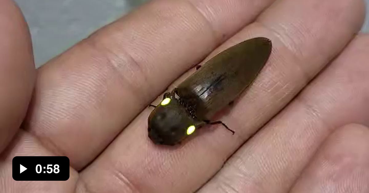 Headlight beetle (Pyrophorus) - 9GAG