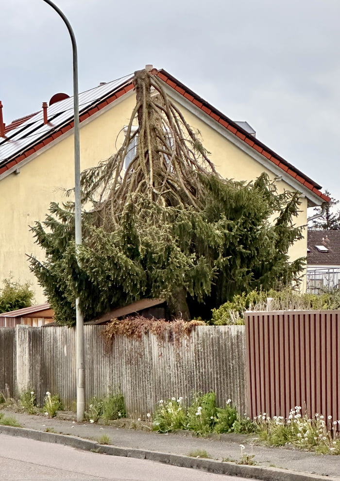 Neighbors planted their tree upside down - 9GAG