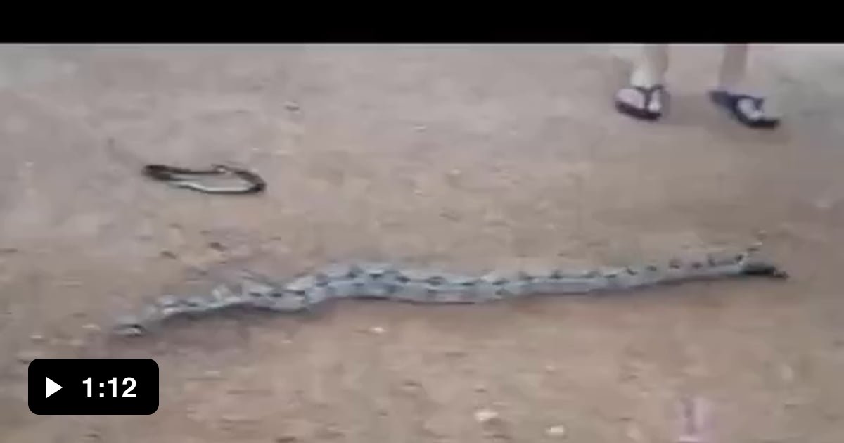 Just a snake pooping - 9GAG