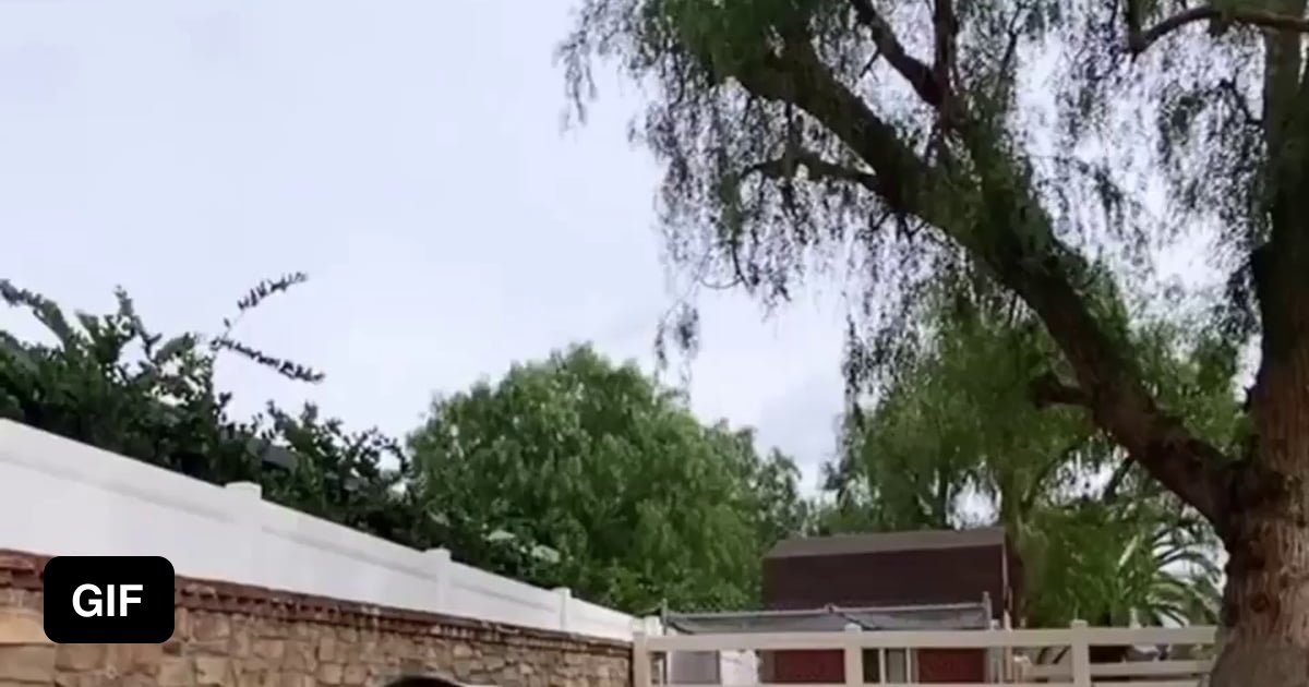 Guard pig protects against all tarp attacks - 9GAG