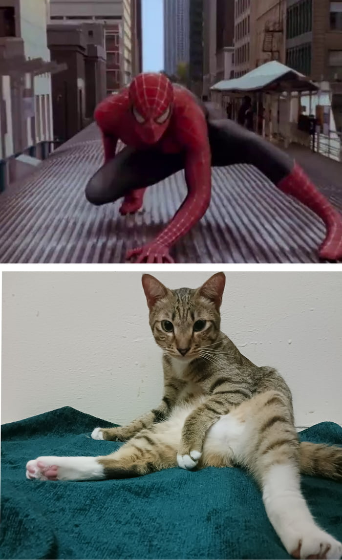 Spider-cat - 9GAG