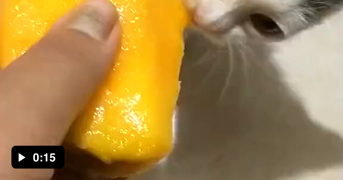 Cat eating tasty mango - 9GAG