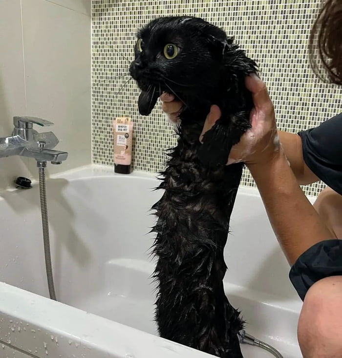 The Cat-Snake - 9GAG