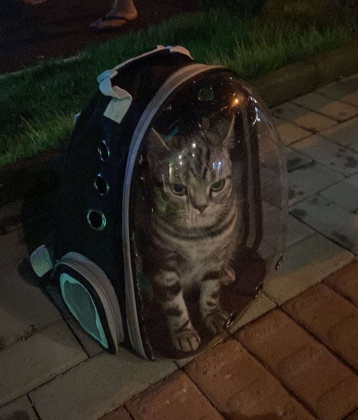 Cat 9gag