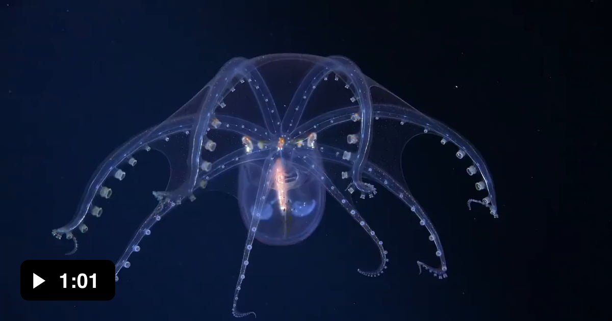 Rare footage of a Glass Octopus. This entire octopus is clear except ...