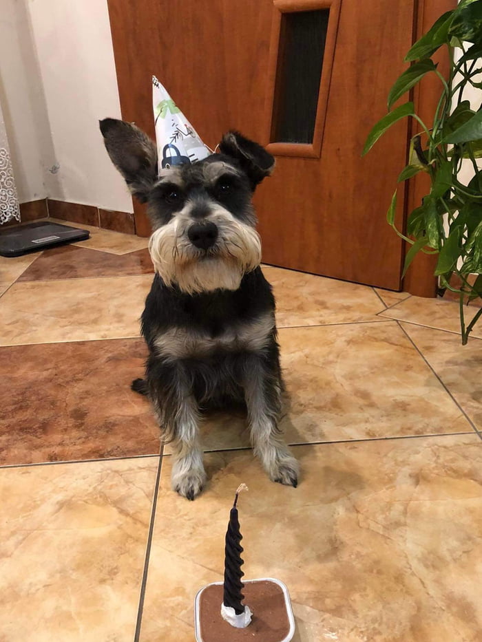 Roxy turned 1 year old today! So blessed with her - 9GAG