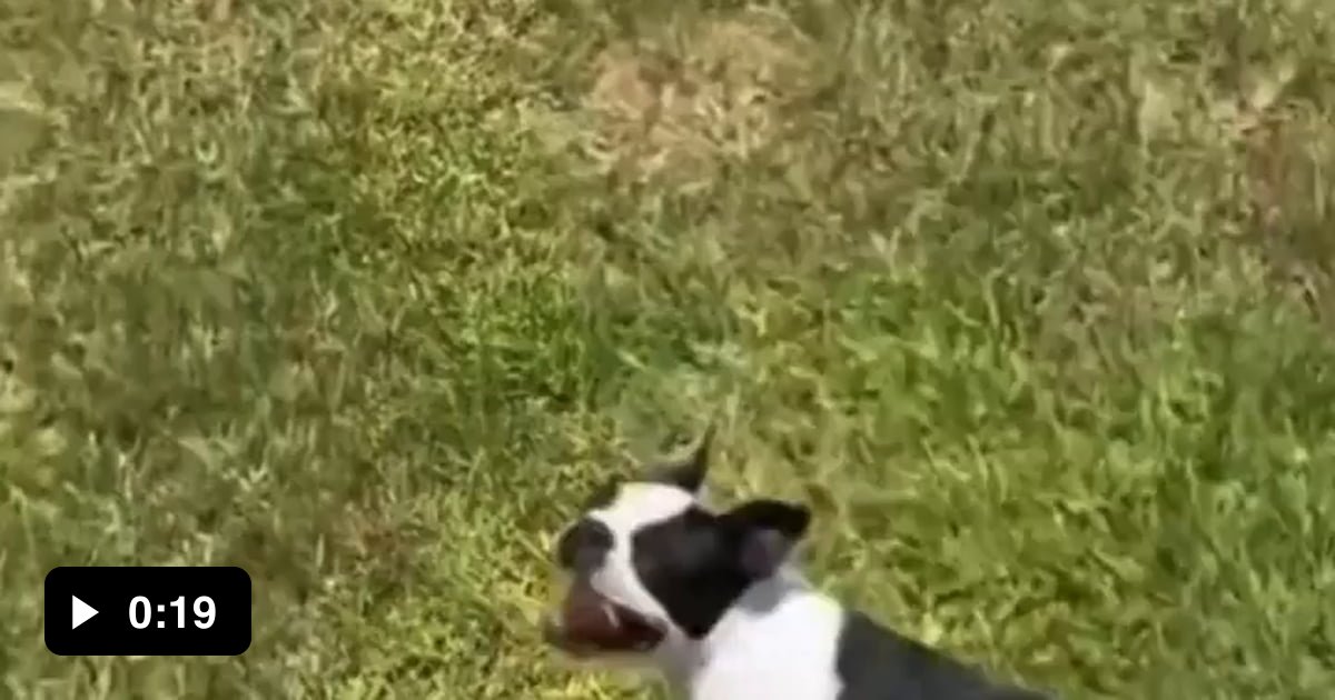 Dog masters balancing a ball on his head like a pro - 9GAG