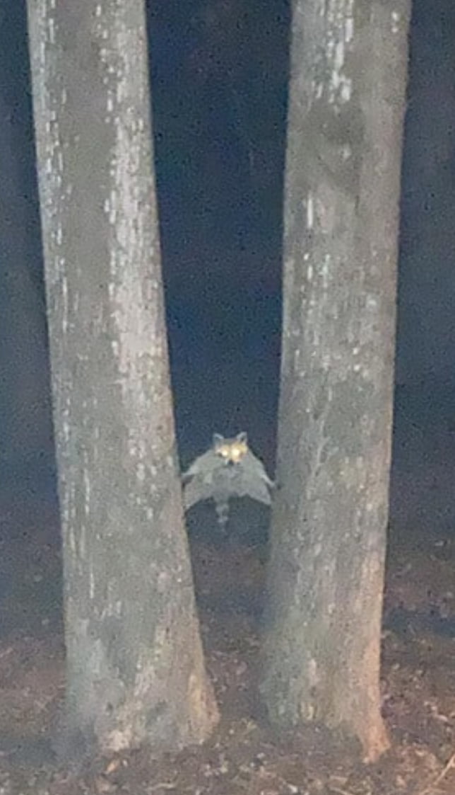 There's more than one way to climb a tree - 9GAG