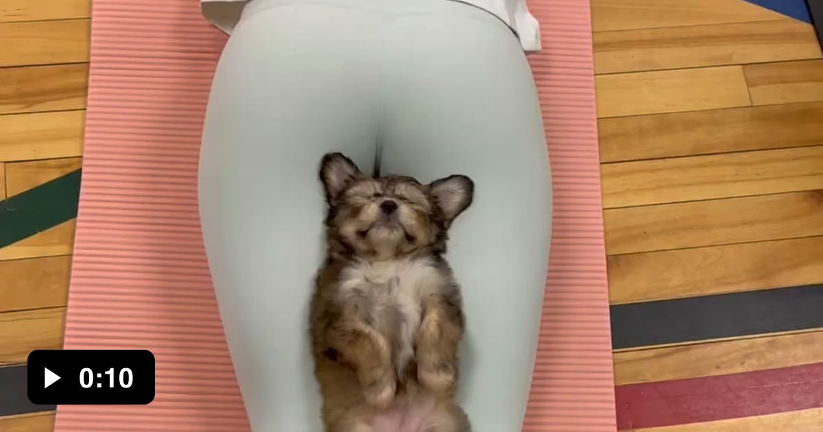 Puppy Yoga - 9GAG