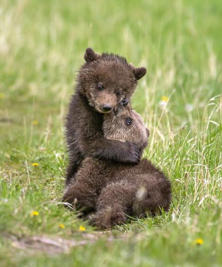 Two cute cubs share a bear hug. - 9GAG
