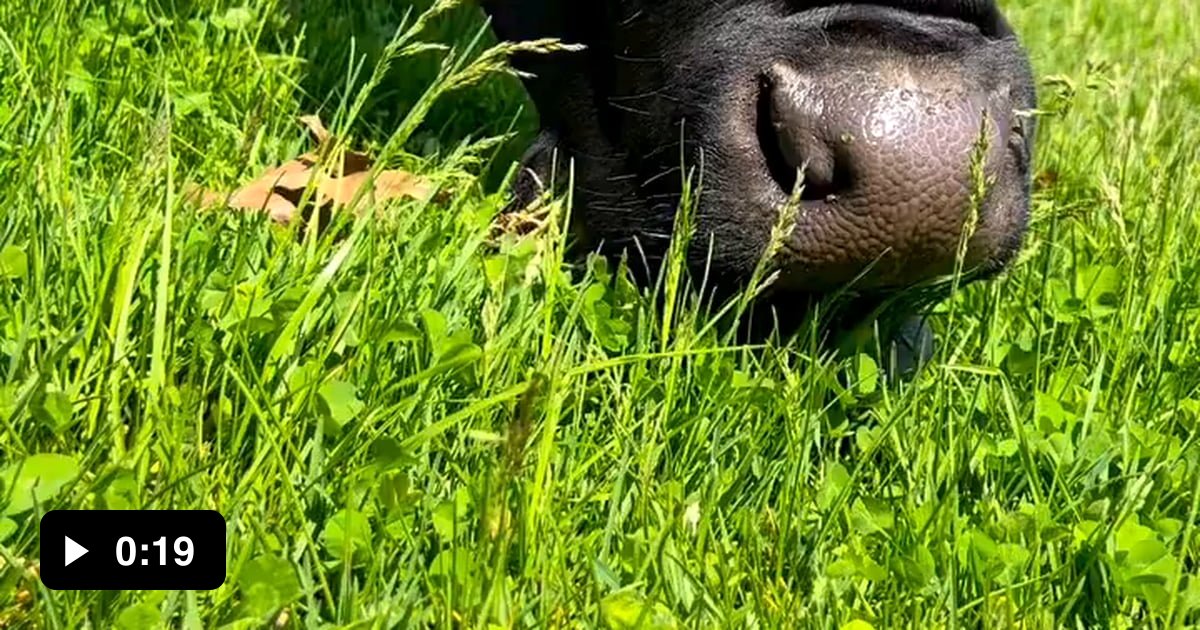 Mmmmmyes grass - 9GAG