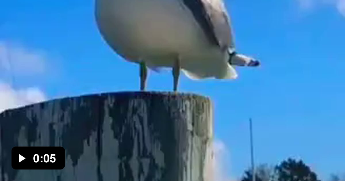 Bird, marvelous creature - 9GAG