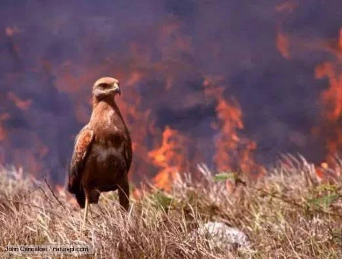 The bird known as an “Australian Firehawk” hunts for prey fleeing ...