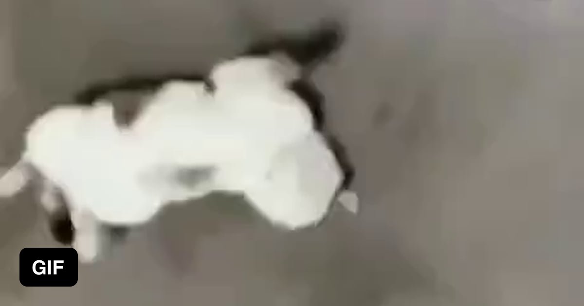 Cat caught on camera trying to commit insurance fraud - 9GAG