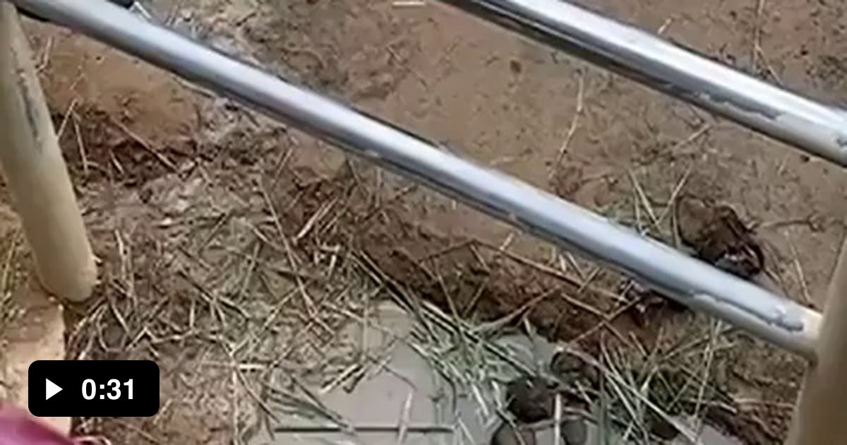 Friendly giant - 9GAG