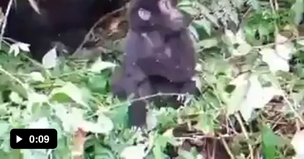 Baby gorilla's first chest pound - 9GAG