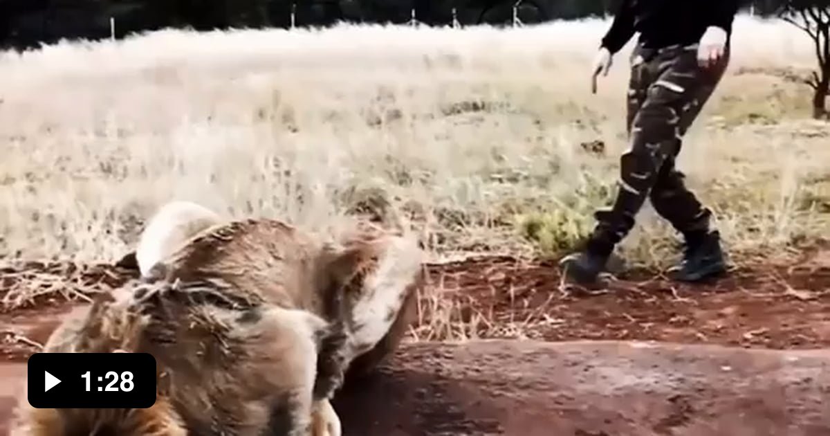 Some interesting facts/footage around pride behaviour. - 9GAG