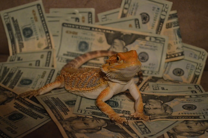 F**k all your money animals! upvote me, the money dragon, and great ...