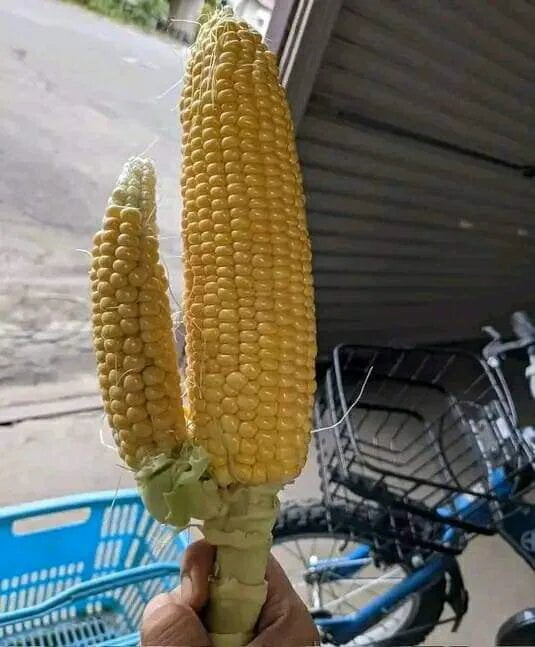 Blursed Corn - 9GAG