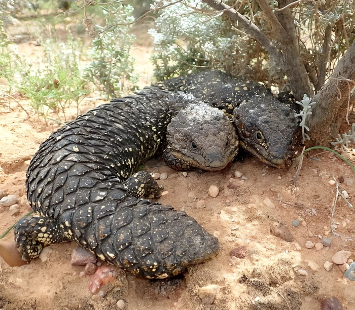 Shingleback lizard , Tiliqua rugosa, is a monogamous lizard, they form ...