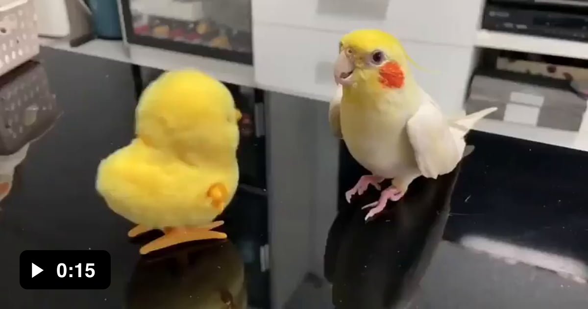 Cockatiel imitating toy bird - 9GAG