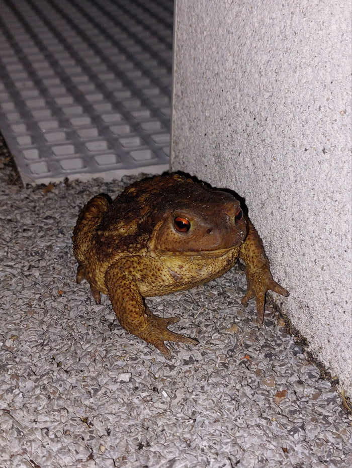 It's wednesday so this little dude decided to come and say hello - 9GAG