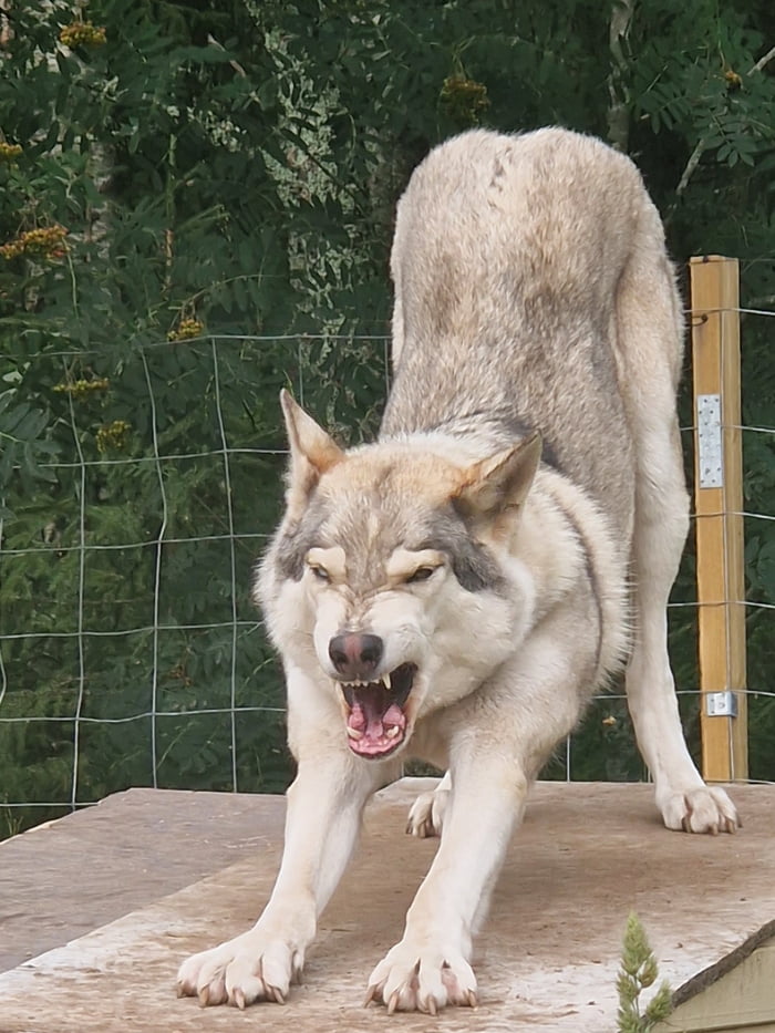Yawning so hard that he looks like a bad taxidermy wolf - 9GAG