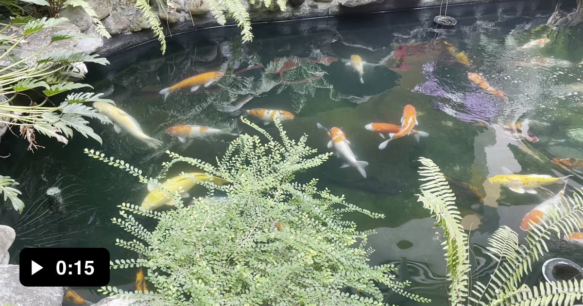 Vinh Nghiem Saigon pagoda fish pond - 9GAG