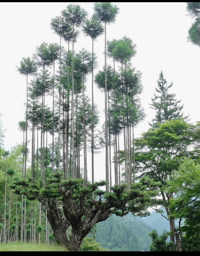 Daisugi is a 14th century Japanese forestry technique that allows ...