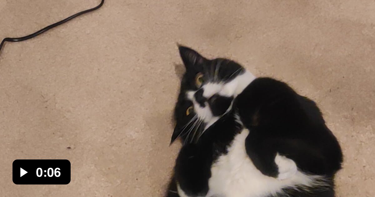 Dancing kitty - 9GAG