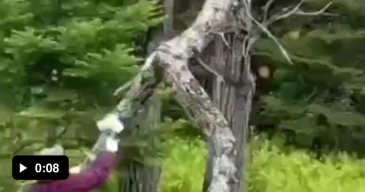 The trees are alive in Ohio - 9GAG