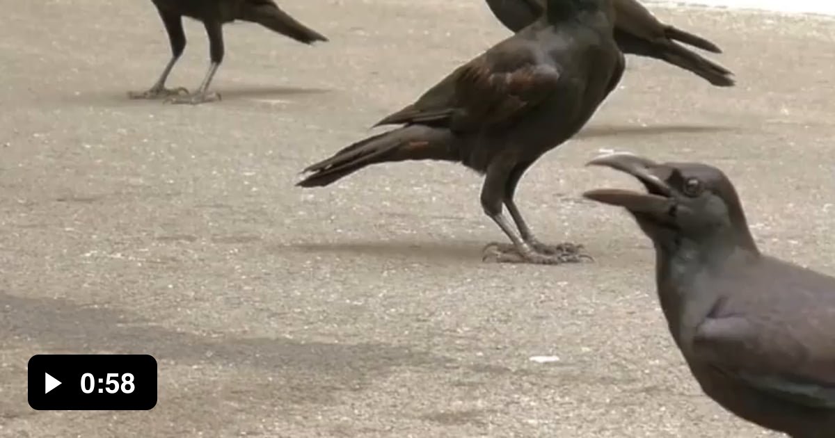 Clever crows - 9GAG
