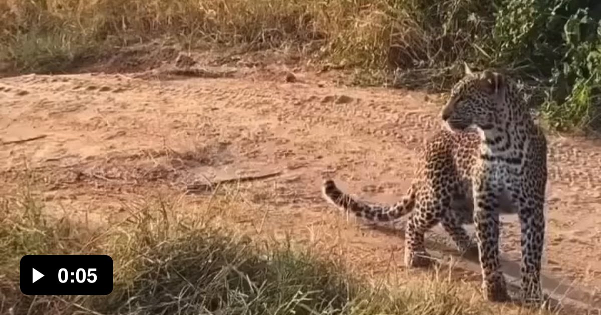 Leopard identifies as meerkat - 9GAG