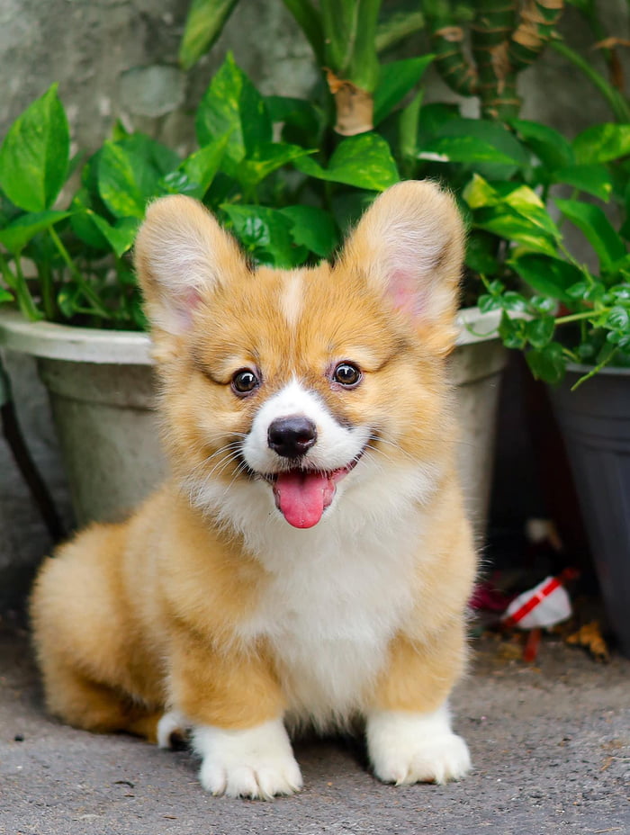 Hello everybody, he is Zika - 9GAG