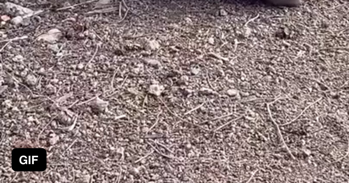 Butt Scratcher - 9GAG