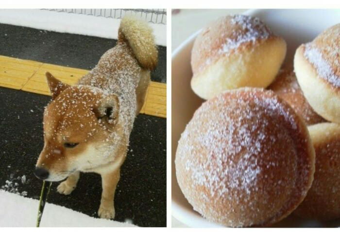 Tasty doggo - 9GAG