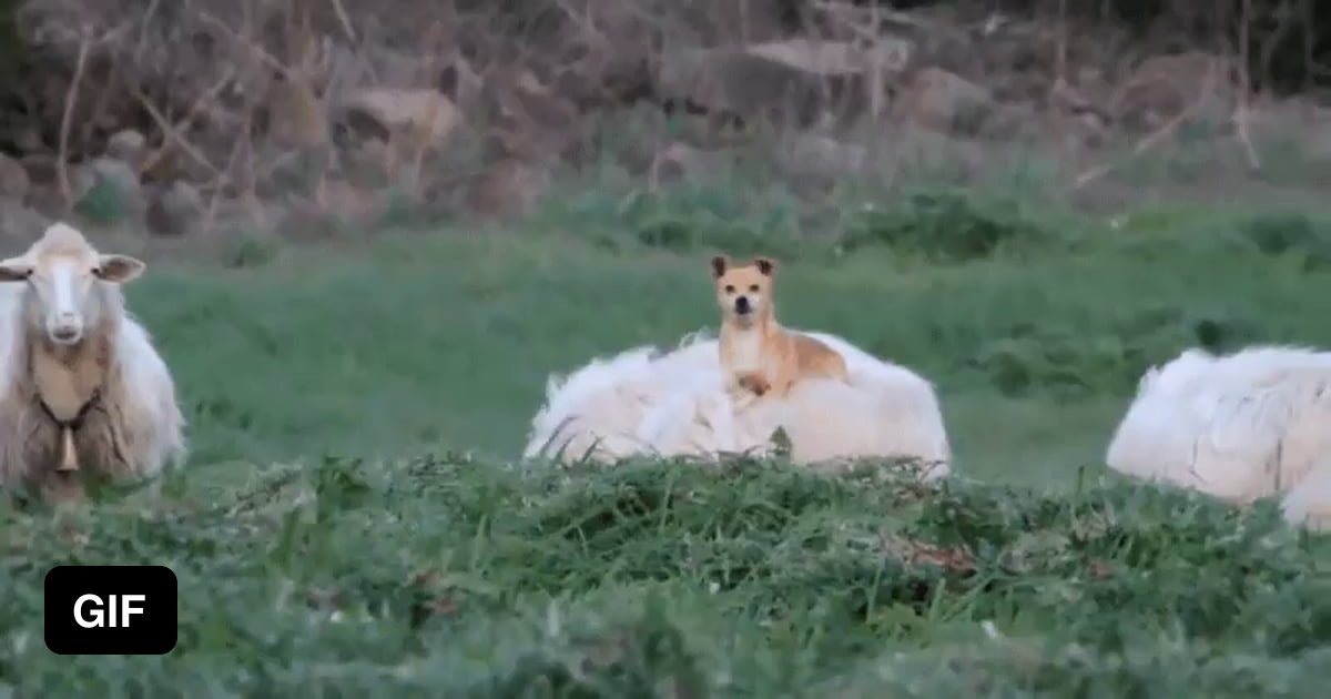 King Of The Sheep - 9GAG