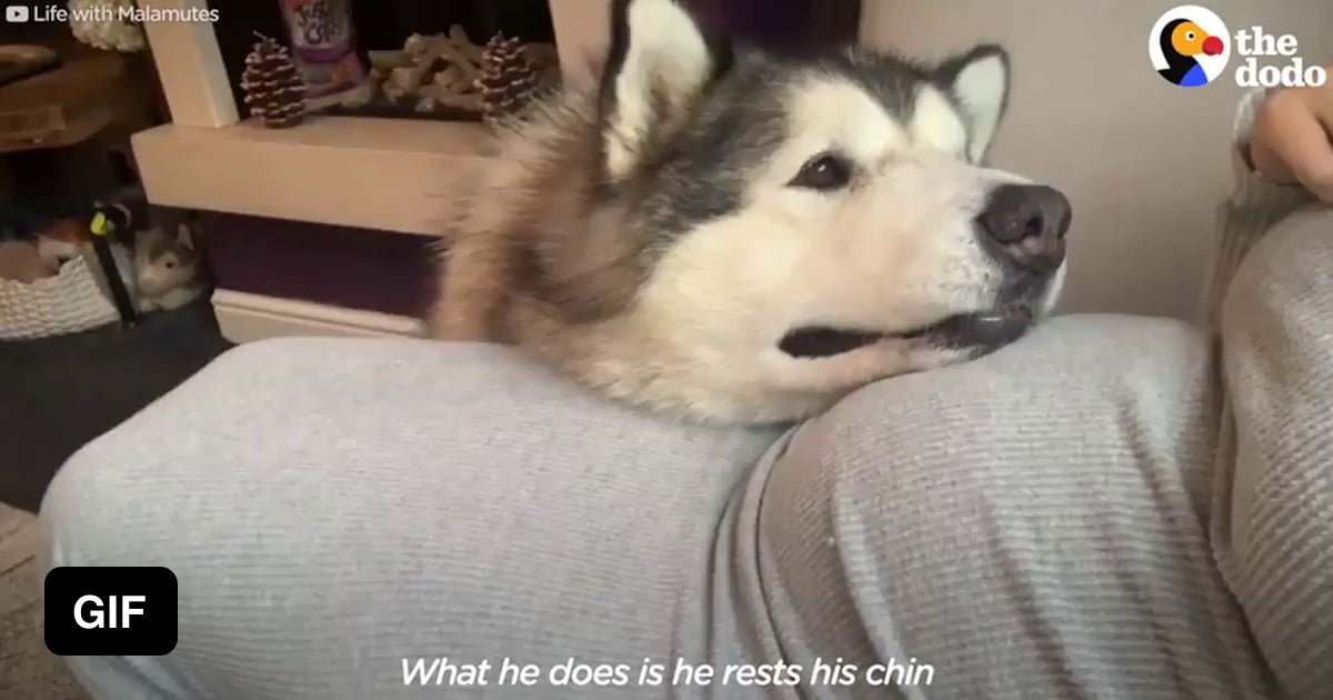 Doggo protection agency - 9GAG