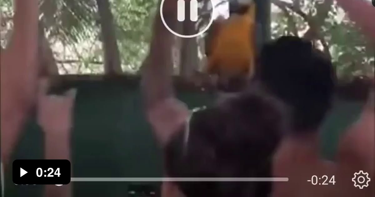 The raving parrot - 9GAG
