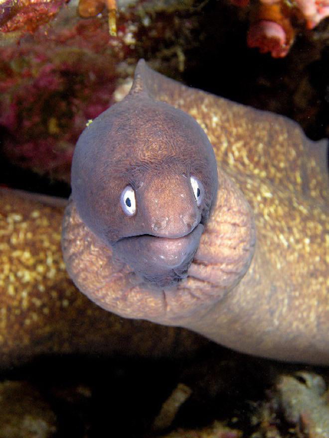 Derpy eel - 9GAG