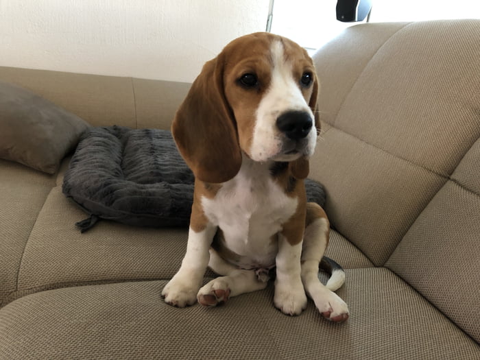 Meet our new smol pupper Ozzy - 9GAG