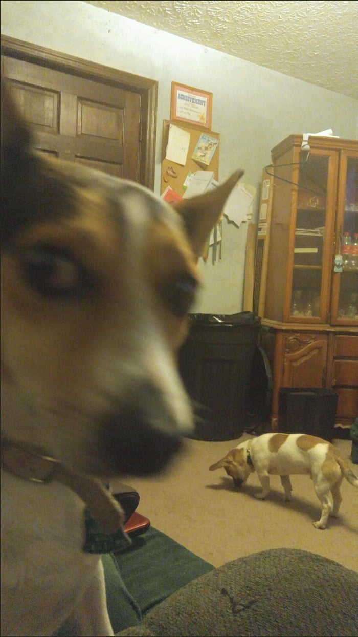 He's actually sniffing his shadow...derp. - 9GAG