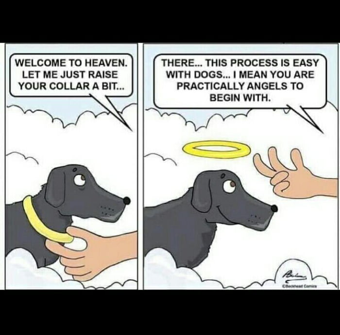 Good Boi Doge - 9GAG