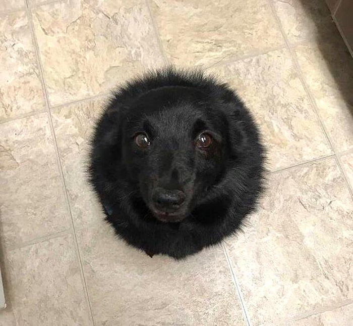 Melted dog puddle - 9GAG